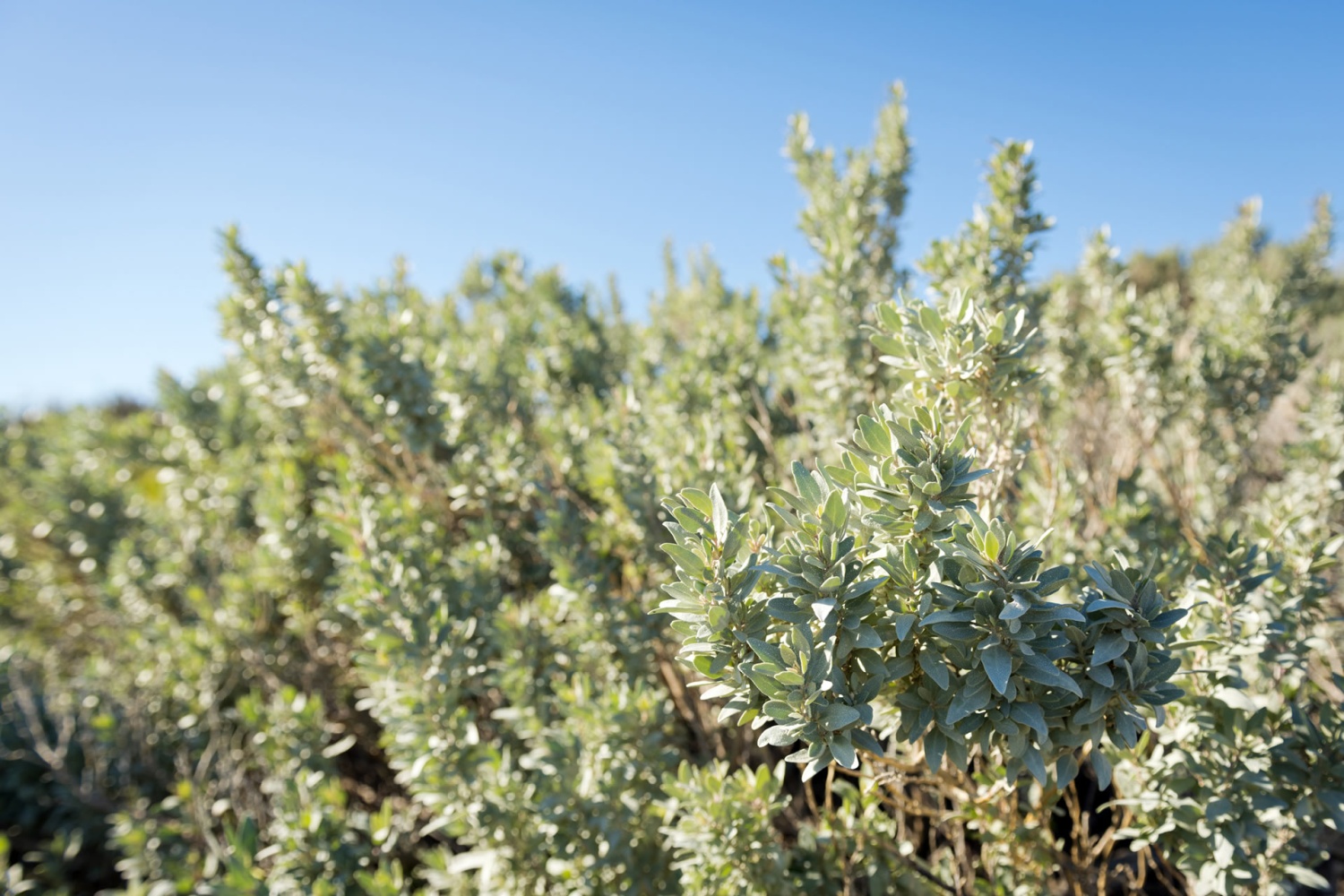 Interesting facts about Old Man Saltbush | Australian Natives