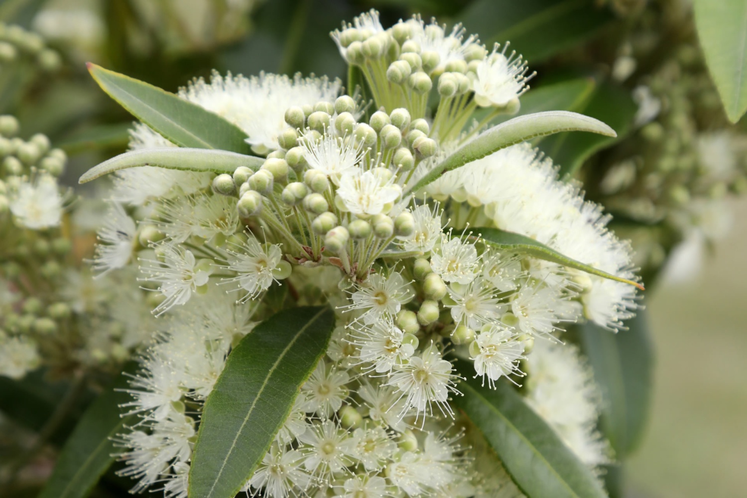 Lemon Myrtle a diverse Australian native | Australian Natives